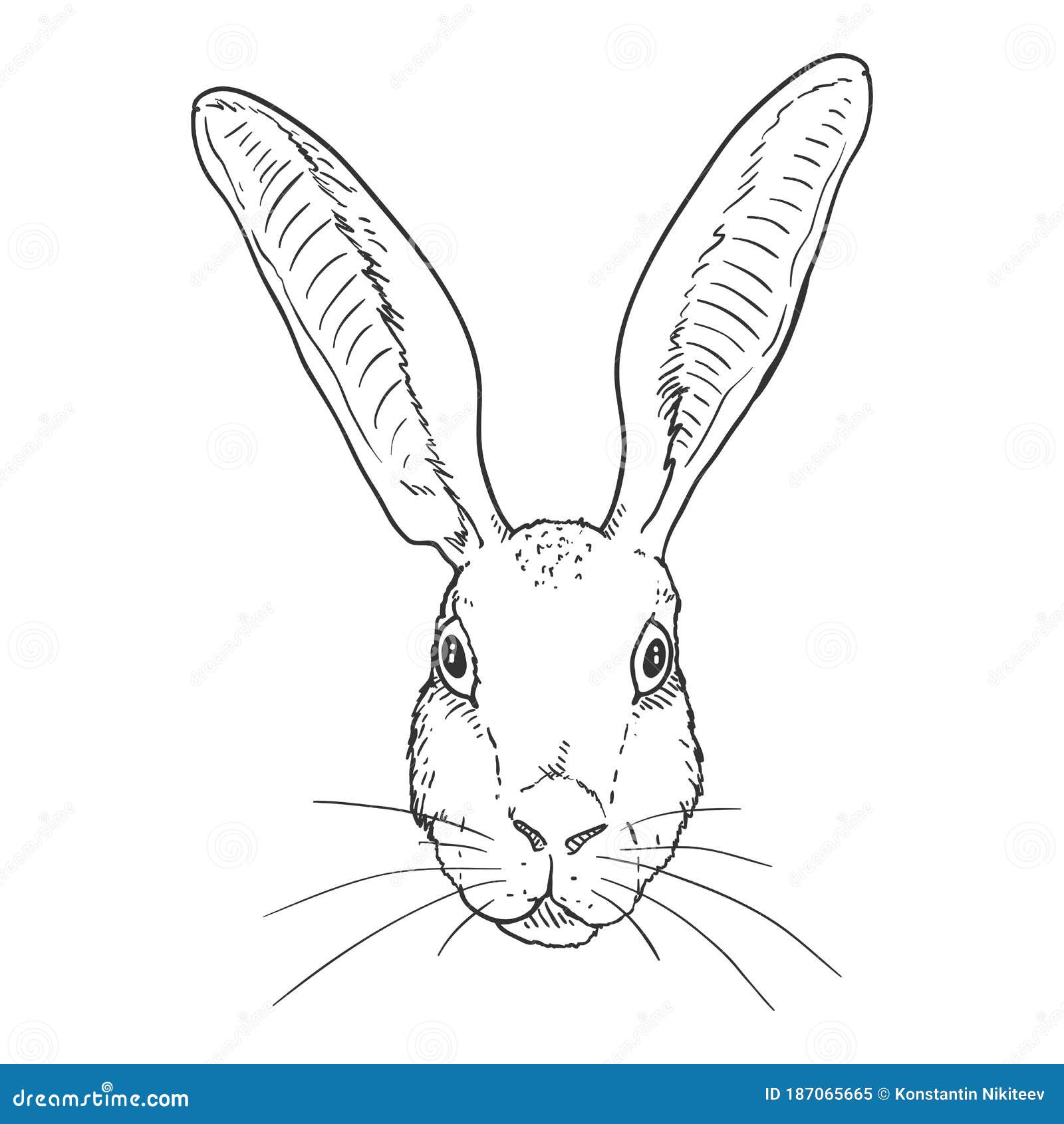 Vector Sketch Hare Head stock vector. Illustration of ears - 187065665