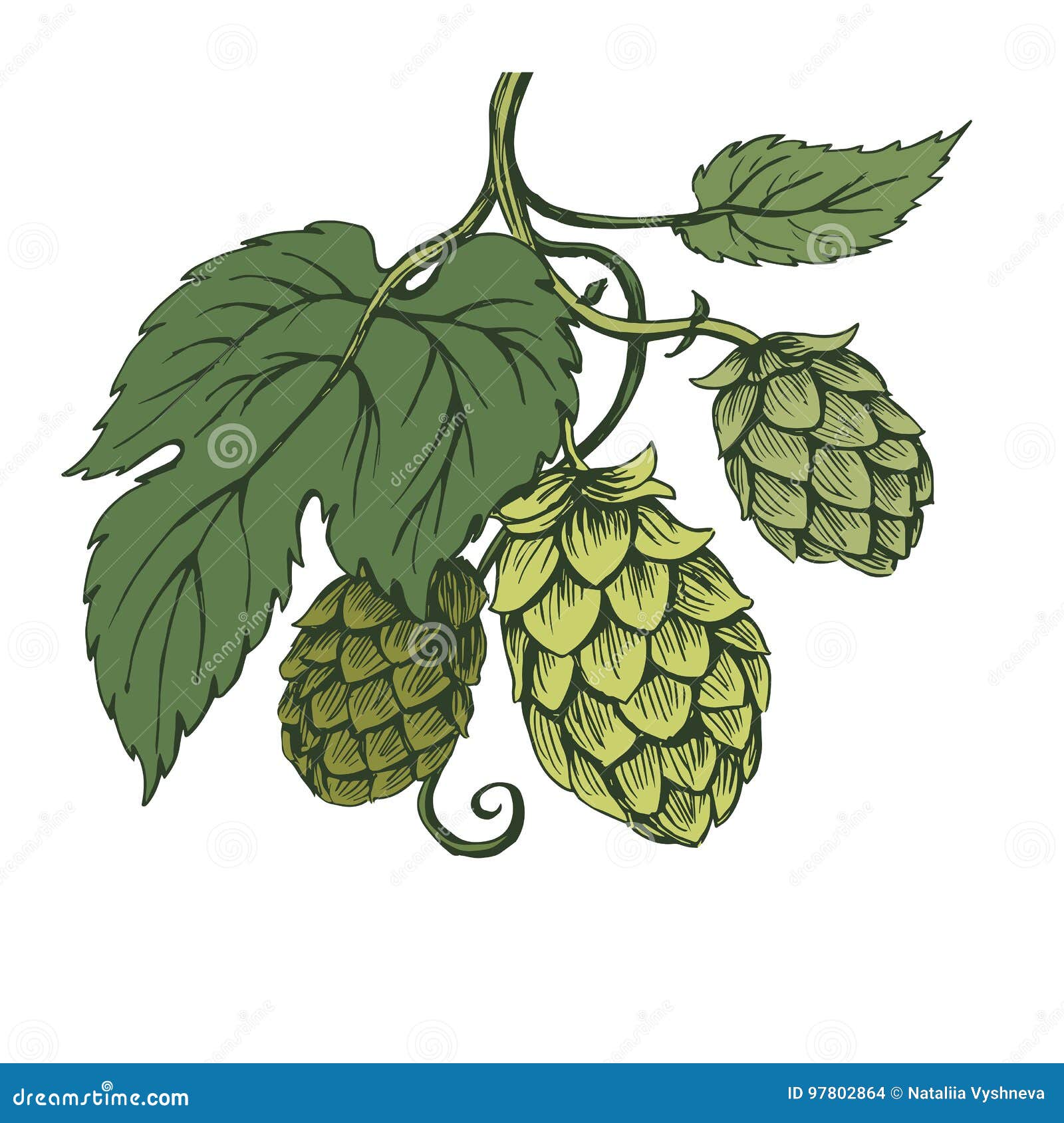 Vector Sketch of Hops Branch on Green Tones Stock Vector - Illustration ...