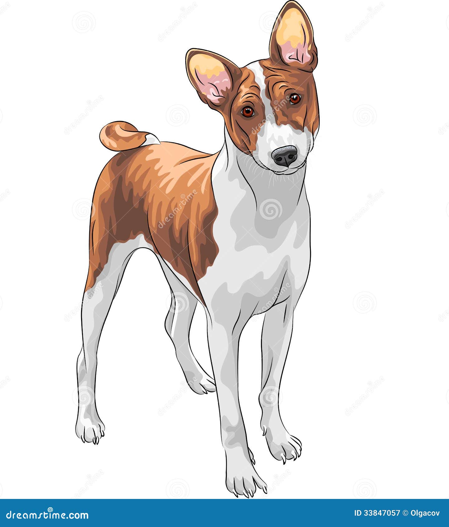 Basenji Breed Of Hunting Dog Digital Art Illustration Isolated On White ...