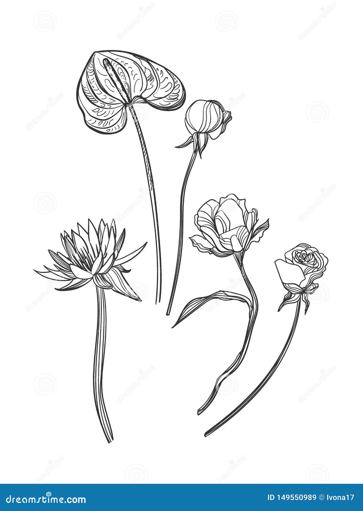 Vector Sketch Illustration Design Elements Plant Isolated Stock ...