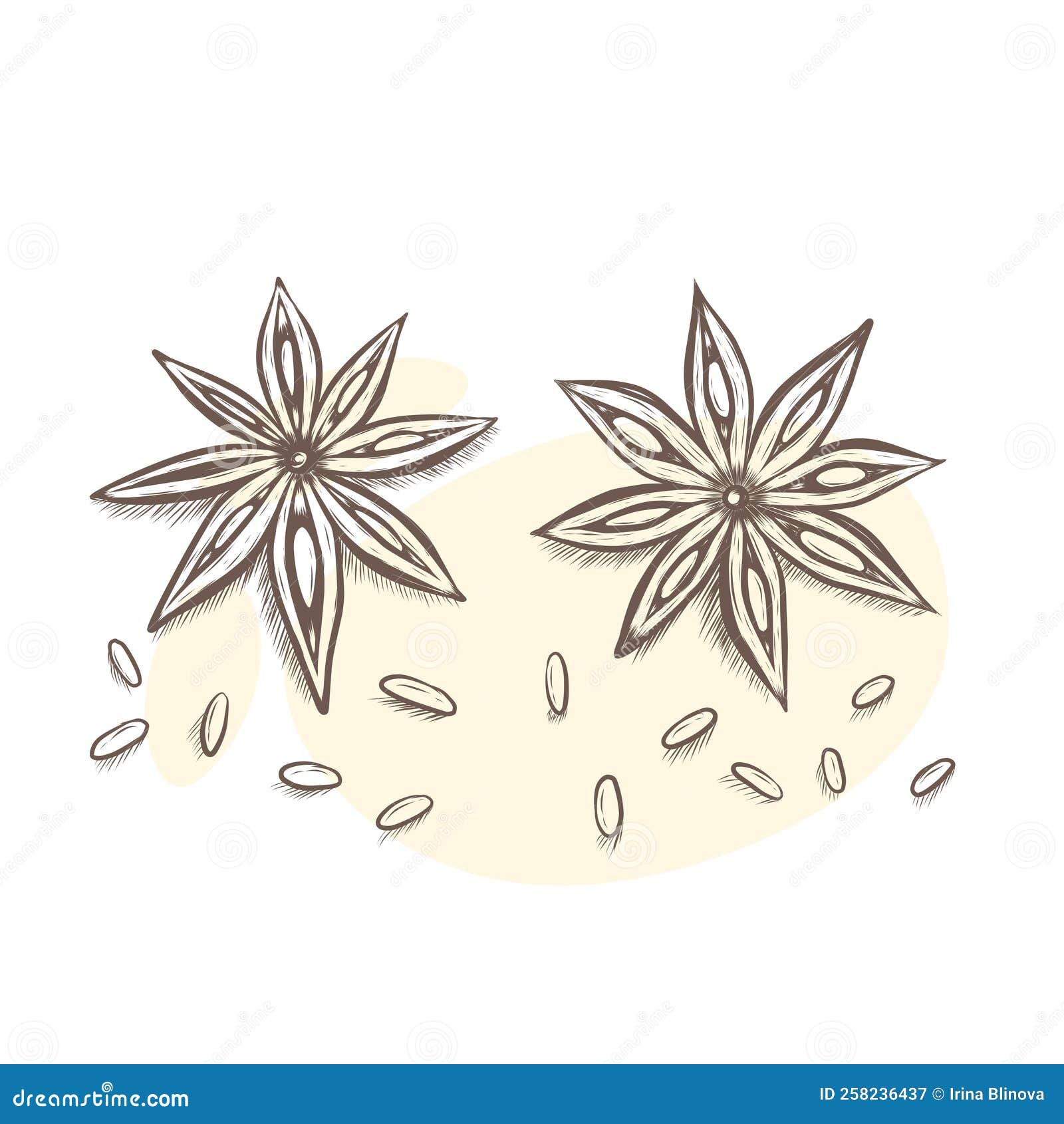 Vector Sketch Illustration of Star Anise. Hand Drawn Kitchen Herb ...