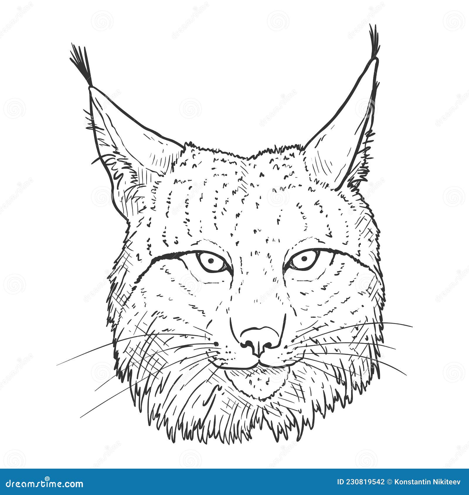 Vector Sketch Lynx Head Front View Illustration Stock Vector ...
