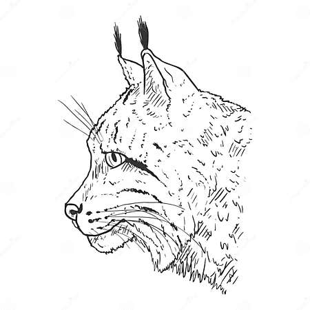 Vector Sketch Lynx Head Side View Illustration Stock Vector ...
