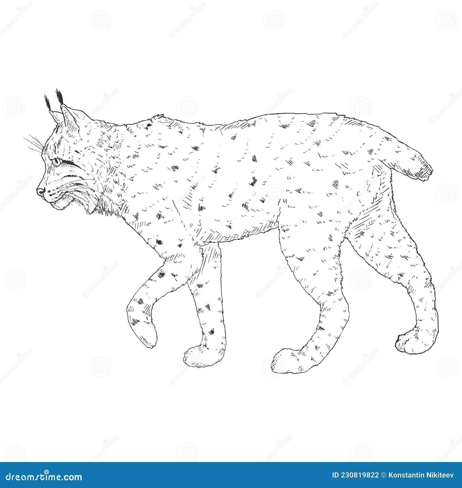 Vector Sketch Lynx Side View Illustration Stock Vector - Illustration ...