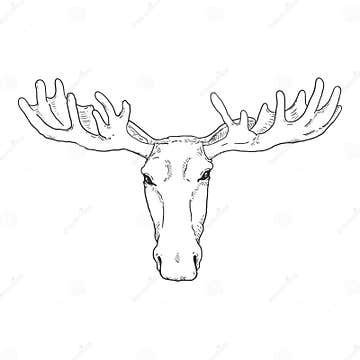 Vector Sketch Moose Head Illustration Stock Vector - Illustration of ...
