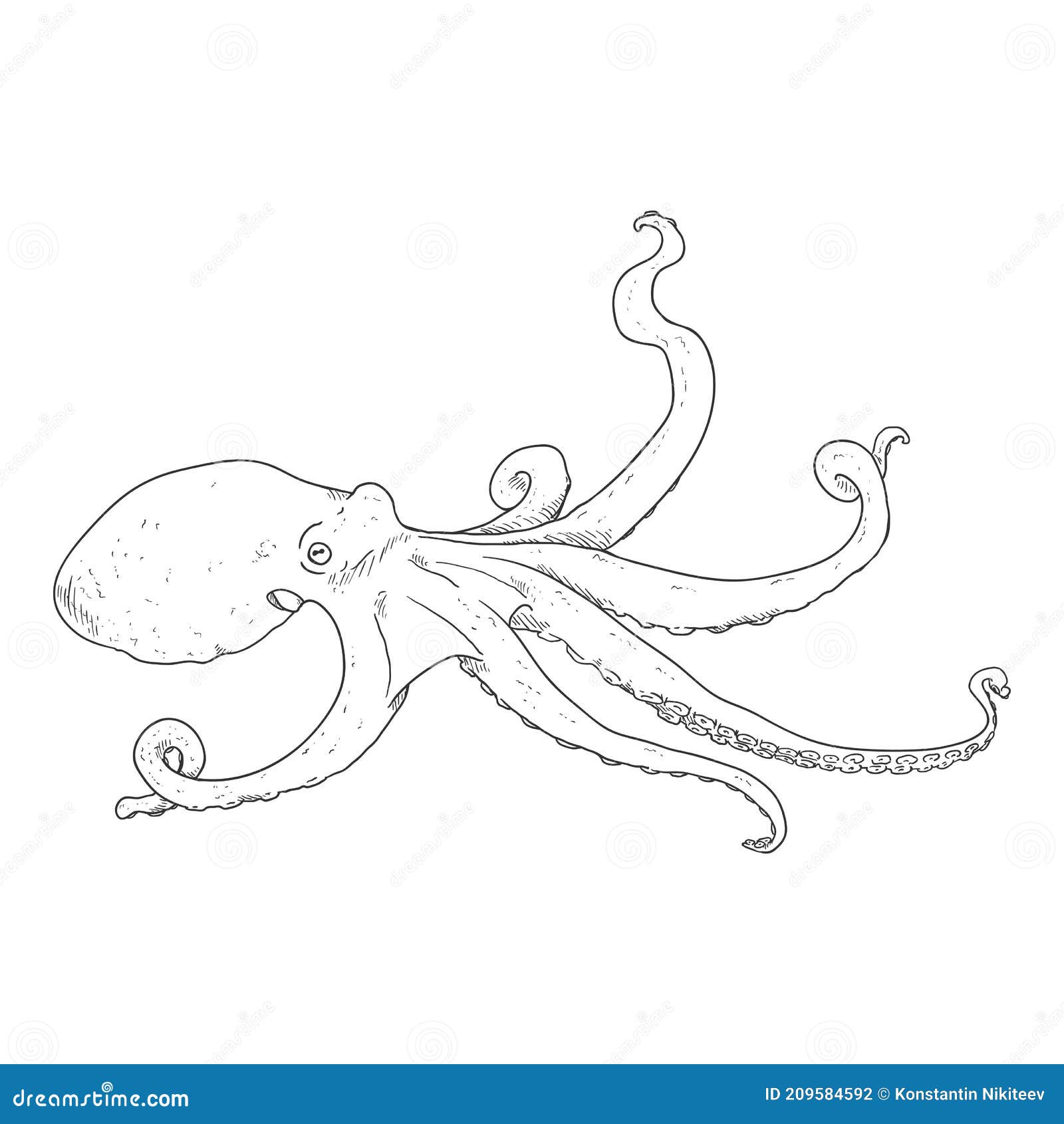 Octopus Cephalopod Mollusc Marine Life, Ocean Underwater Creature ...