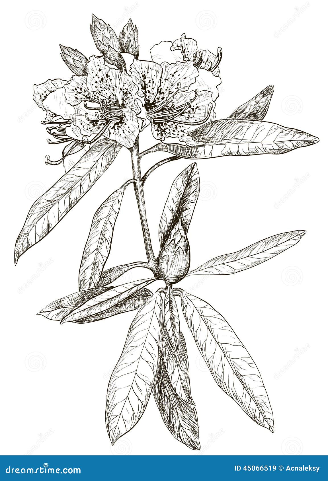 Vector Sketch of Oleander Flower Stock Vector - Illustration of ...