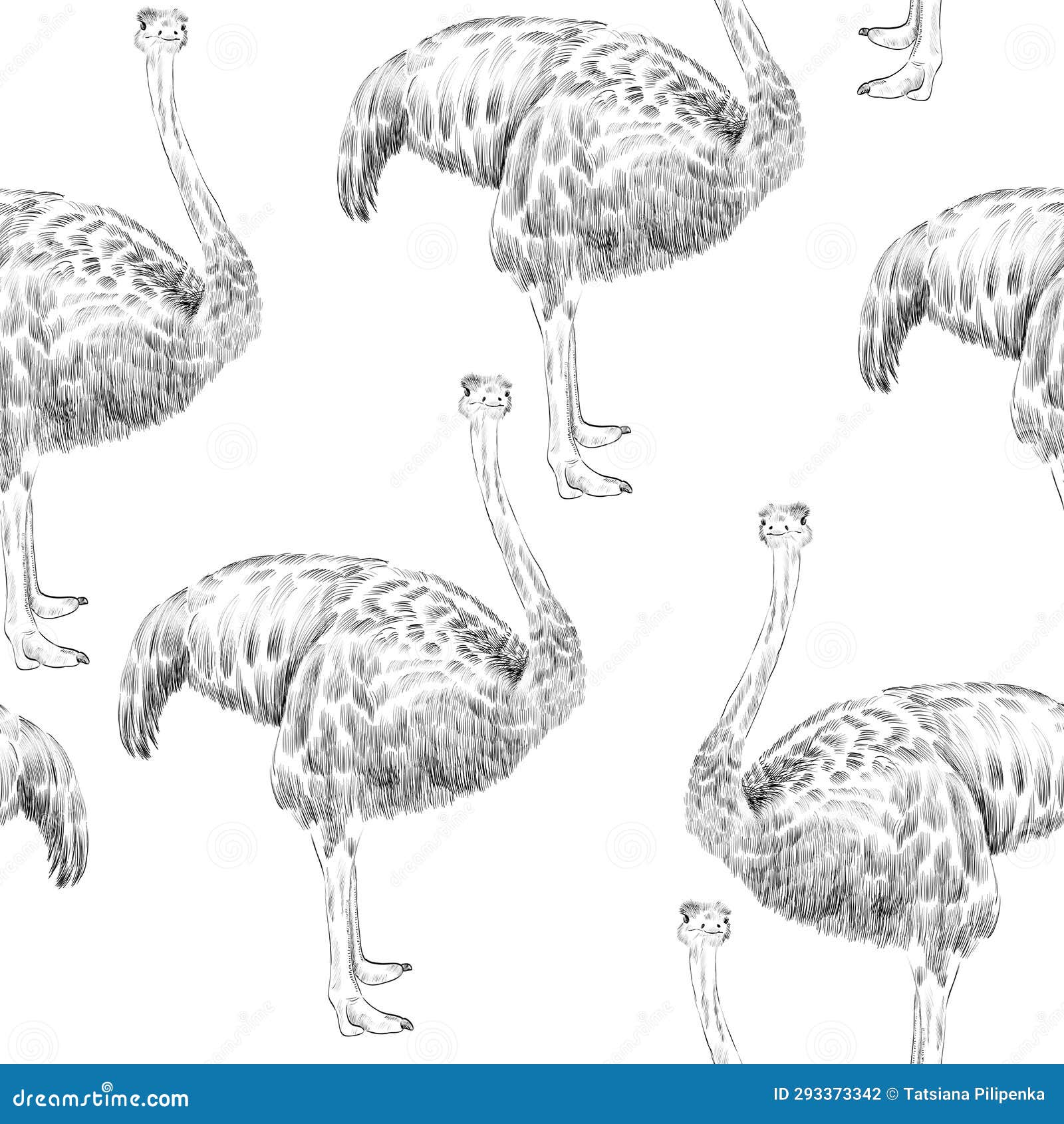 A Sketch Of An Ostrich. Black And White Drawing. Stock Image ...