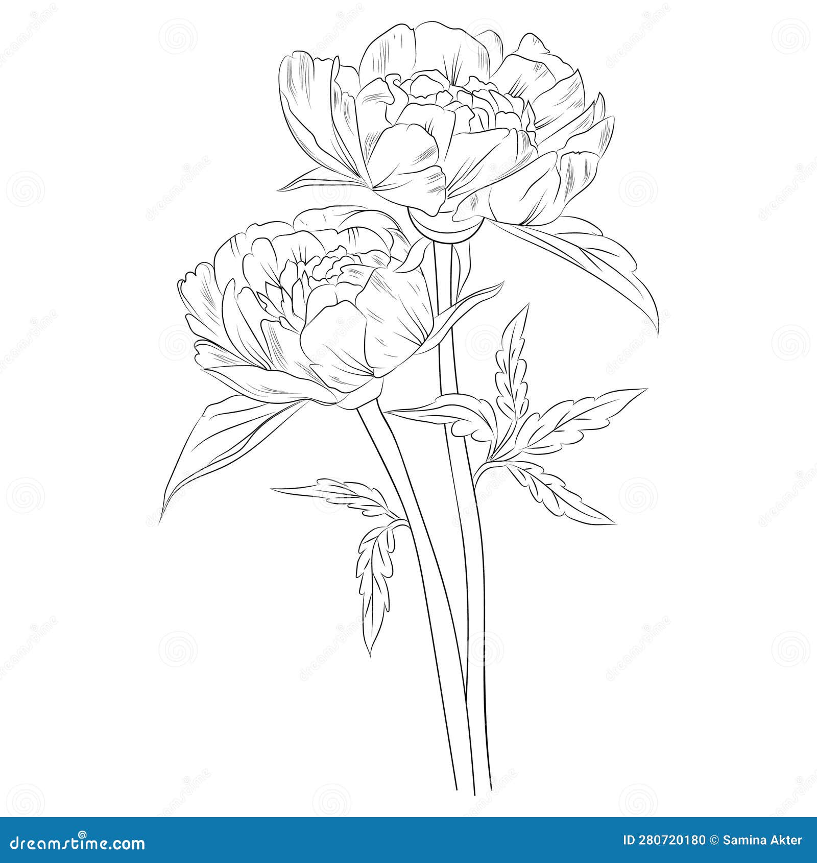 Vector Sketch Of Peony Flower Illustration Hand Drawn Botanical Leaf