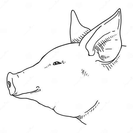 Vector Sketch Pig Face stock vector. Illustration of hand - 184225169