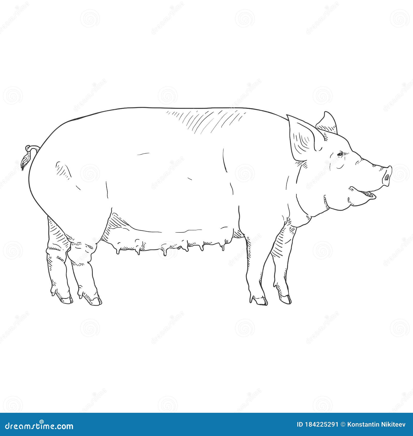 Vector Hand Drawn Sketch Sow Illustration Stock Vector - Illustration ...