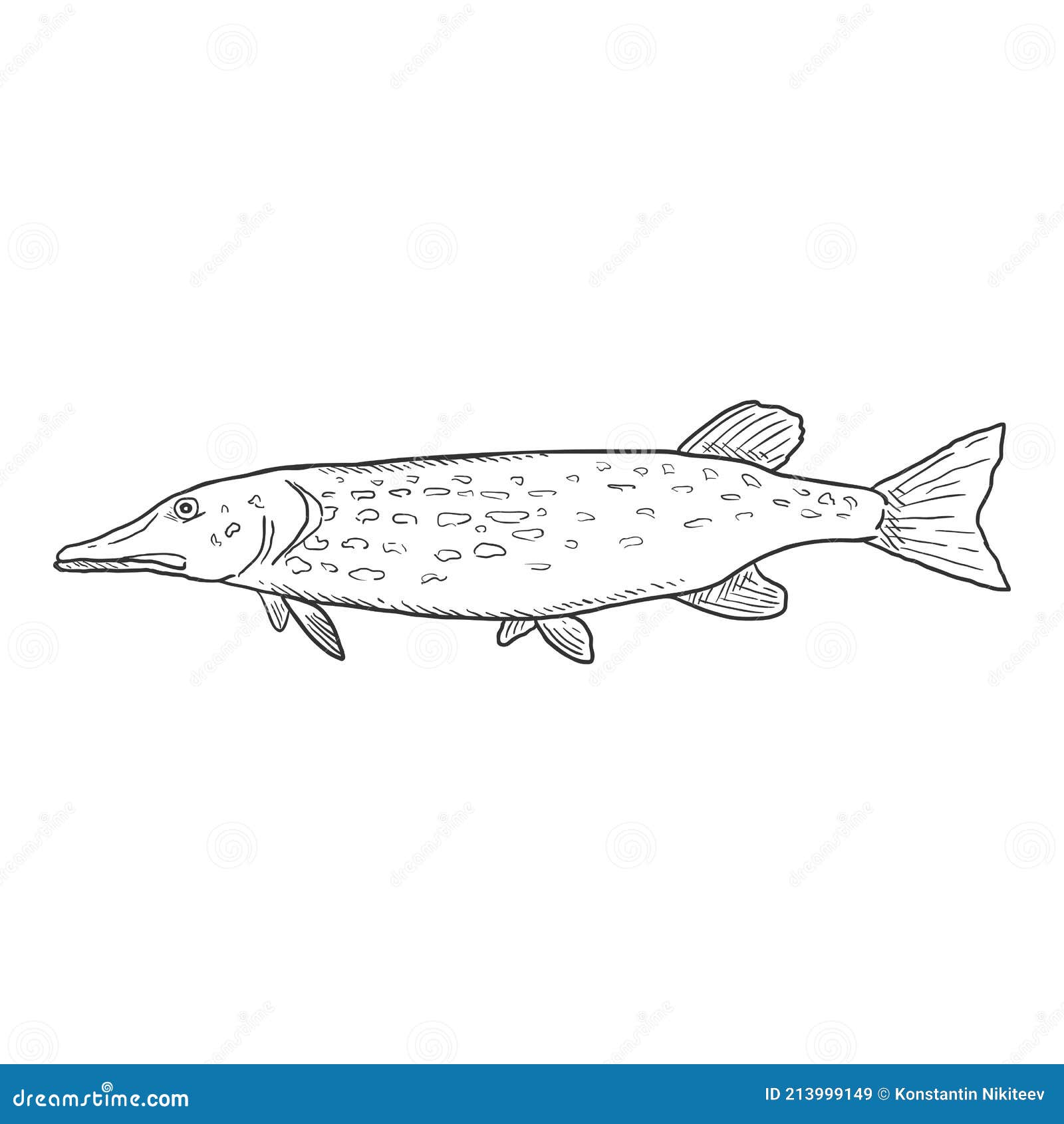 Vector Sketch Pike Fish Illustration Stock Vector - Illustration of ...