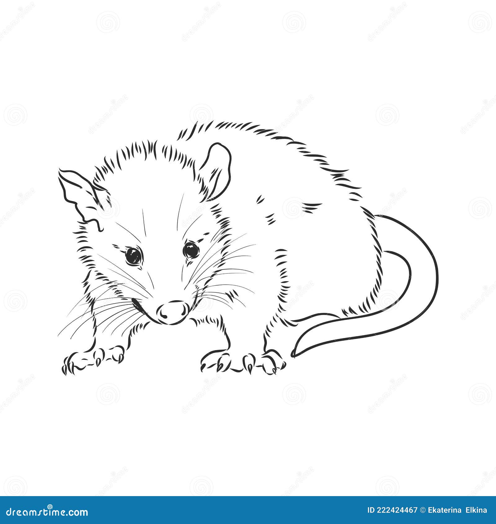 Vector Sketch Possum Muzzle Possum Vector Illustration Stock Vector ...