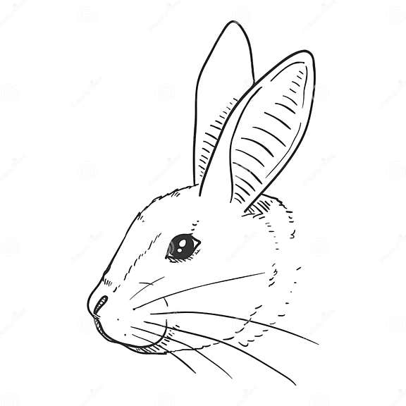 Vector Sketch Rabbit Head stock vector. Illustration of mammal - 187065954