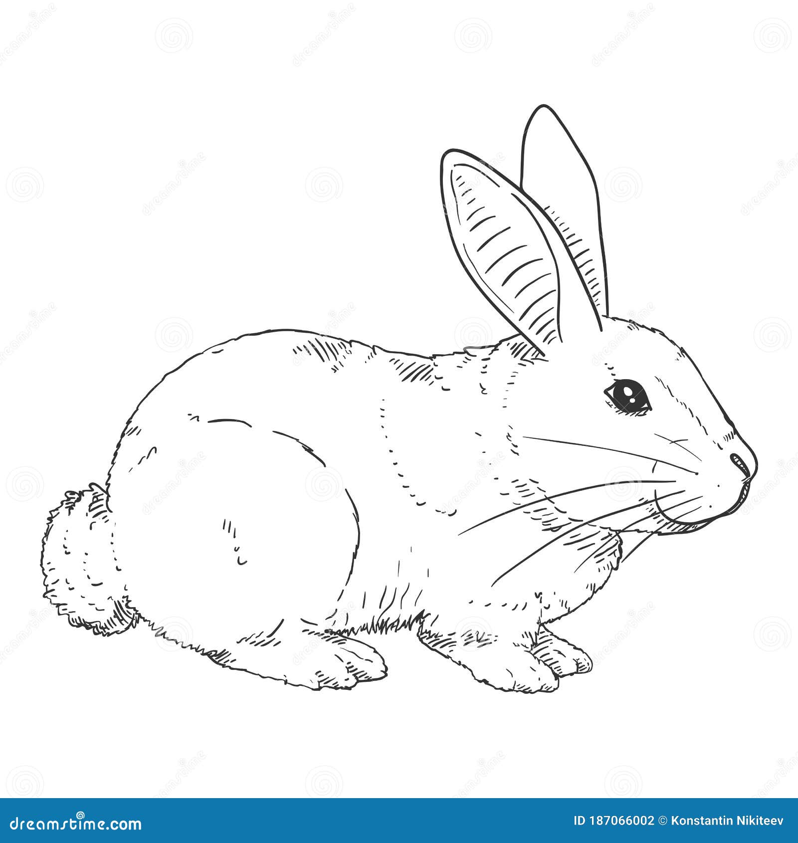 Sketch Of Rabbit Drawn By Hand. Animal Husbandry Cartoon Vector ...
