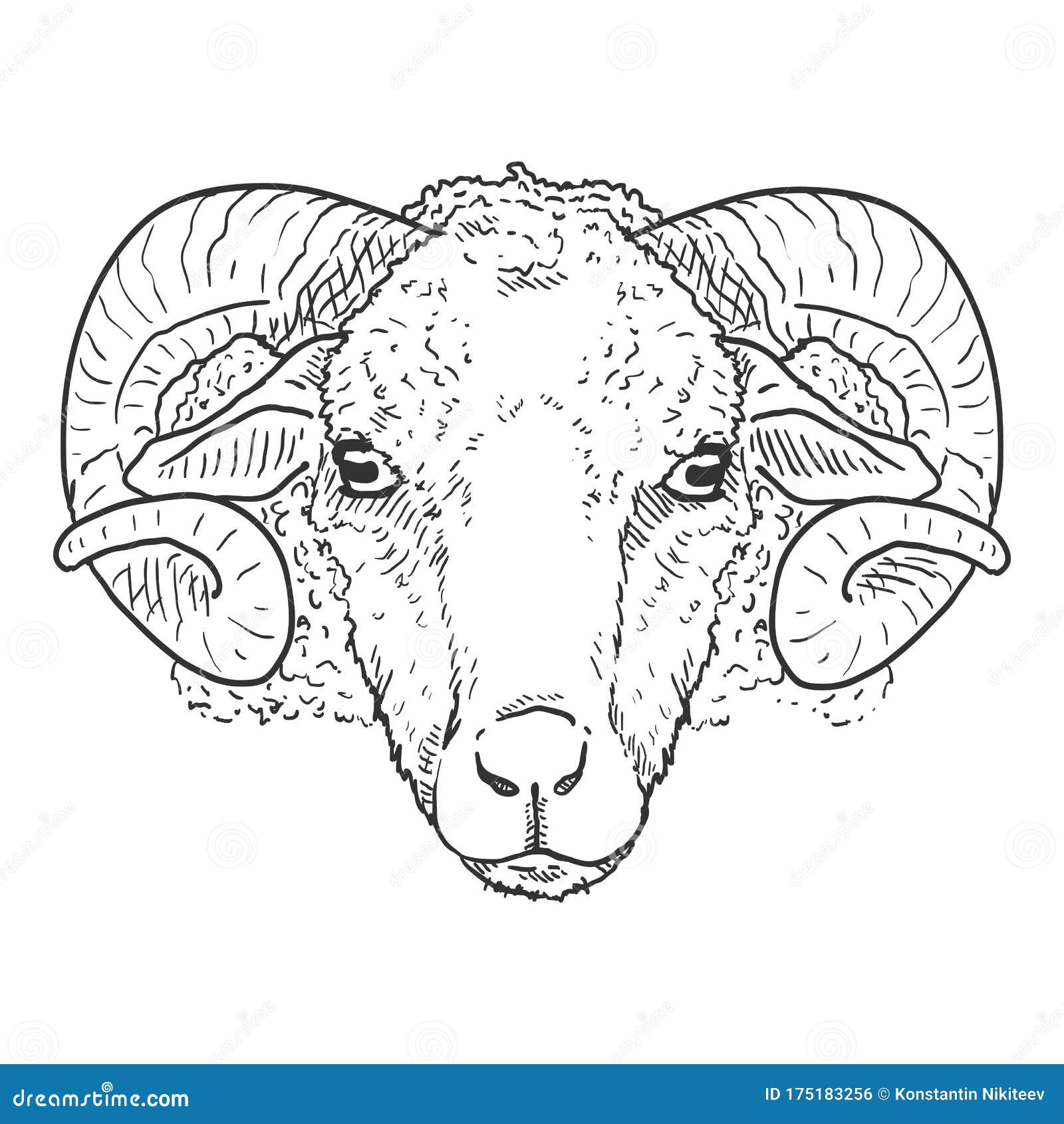 Vector Sketch Ram Head Illustration Stock Vector - Illustration of ...