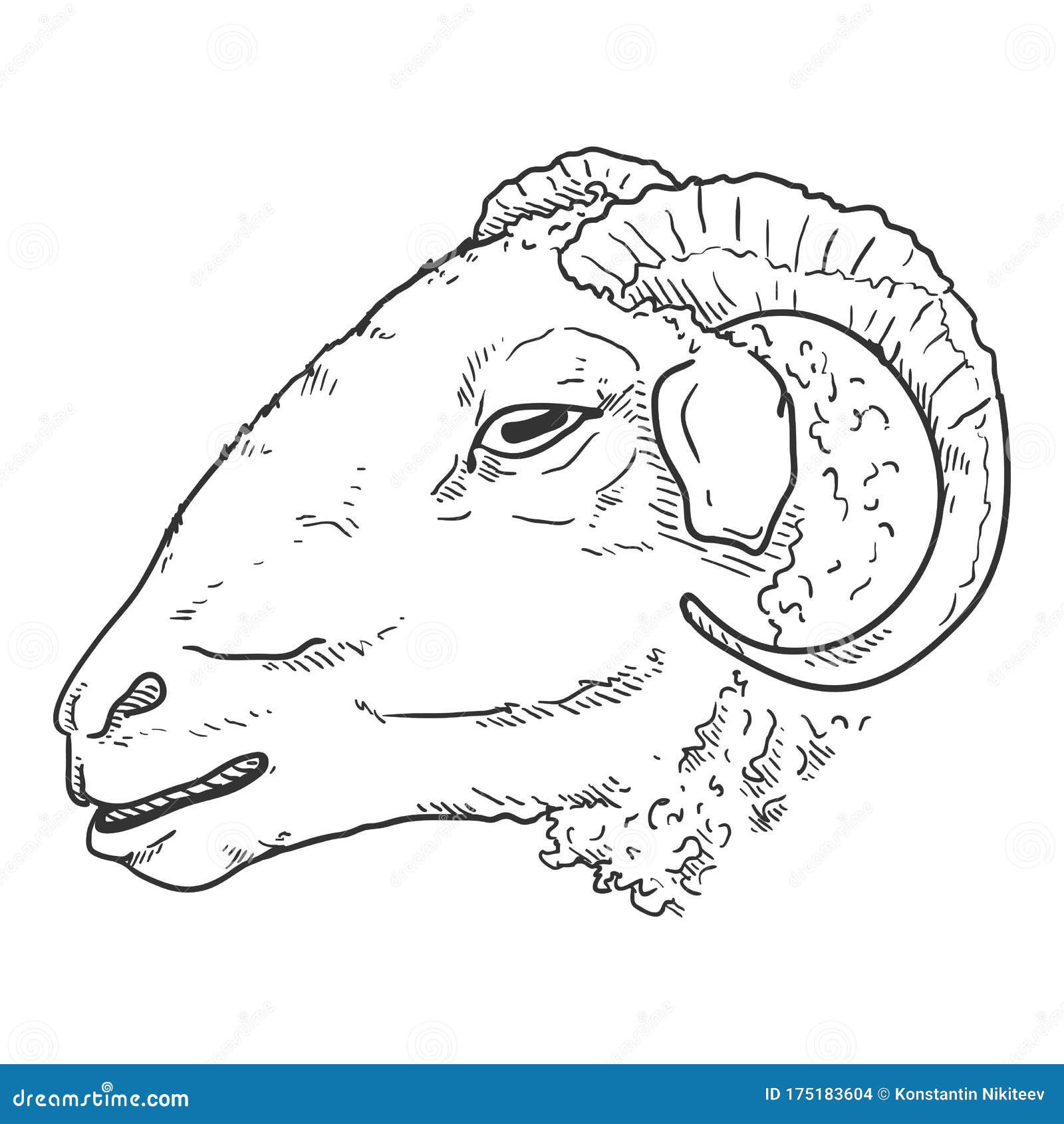 Sheep Side View Drawing