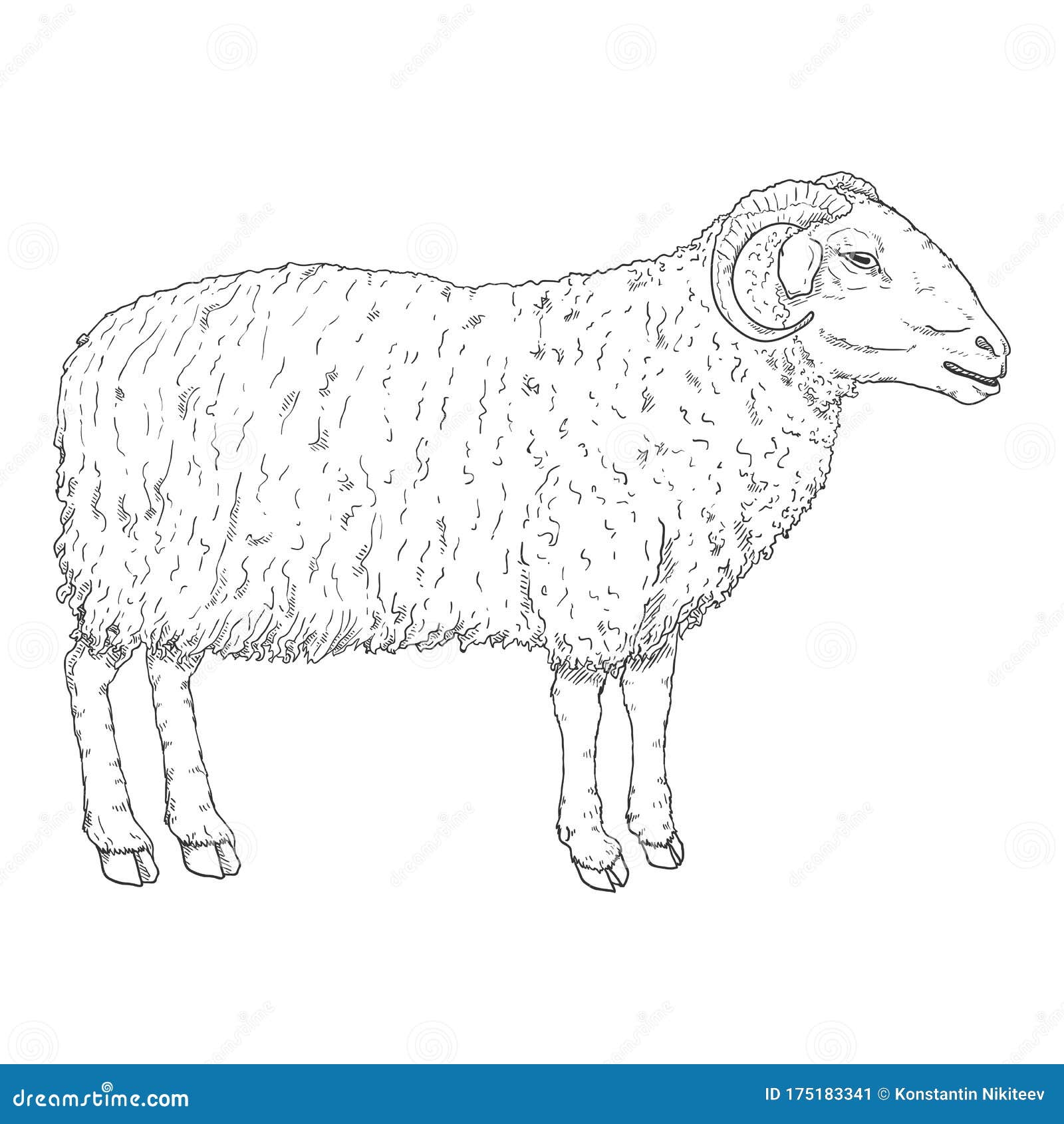 Vector Sketch Ram Illustration Stock Vector - Illustration of meat ...
