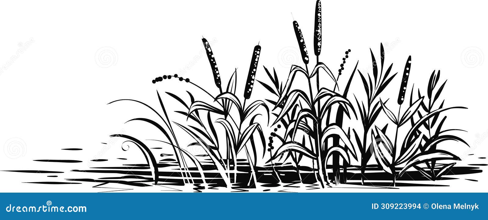 Reed Grass, Bush Black Silhouette - Isolated Cartoon Vector ...