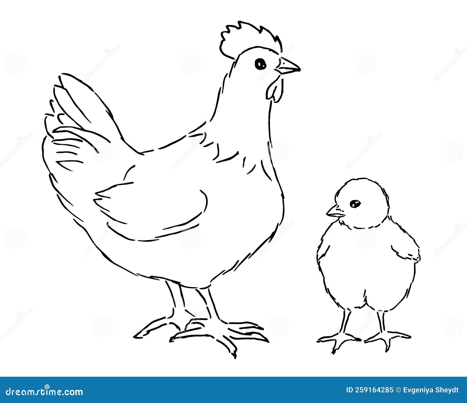 Vector Sketch Set of Poultry Birds. Chick and Hen. Chicken ...