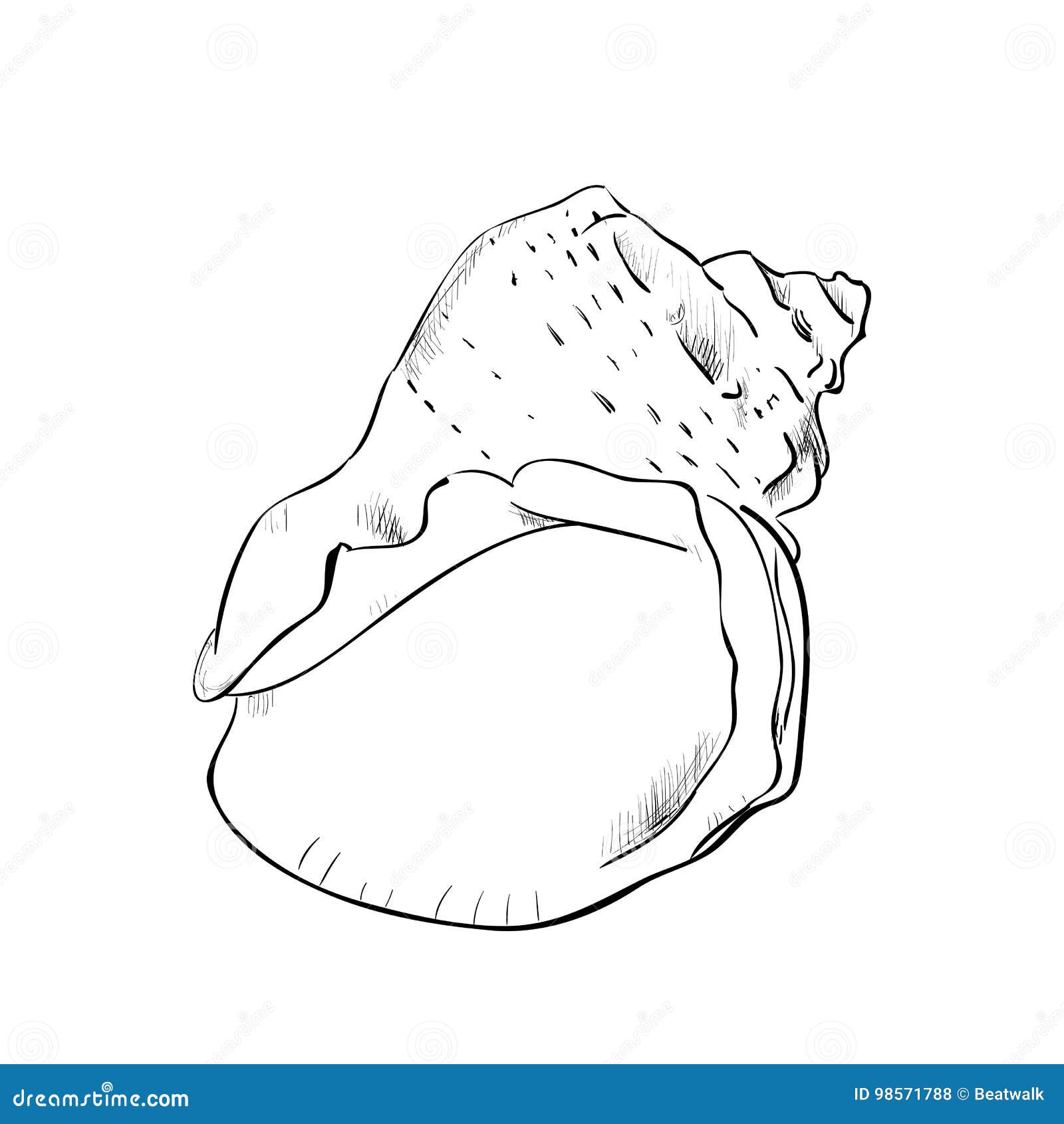 Vector sketch of shel stock vector. Illustration of doodle - 98571788