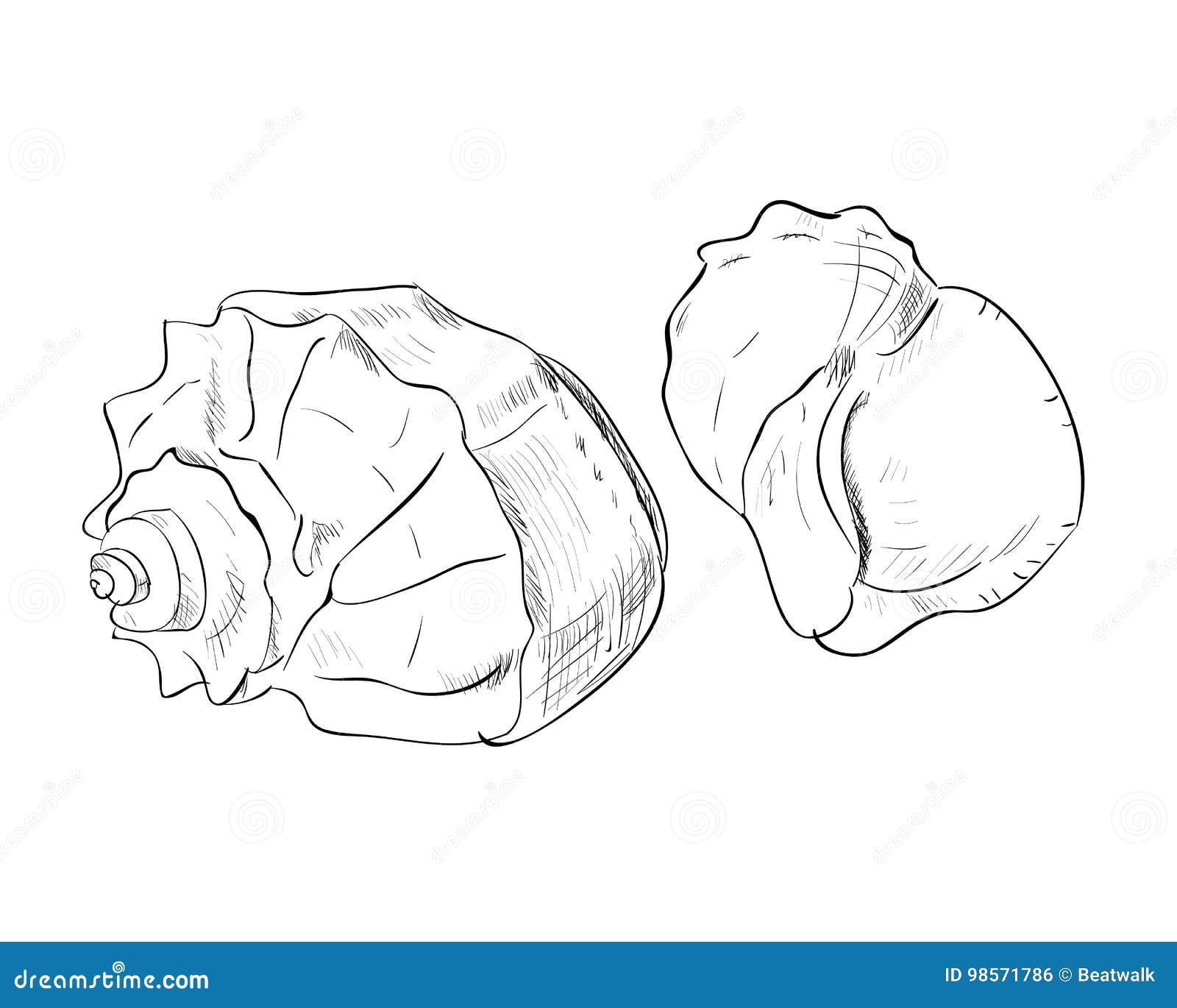 Vector sketch of shells stock vector. Illustration of shellfish - 98571786