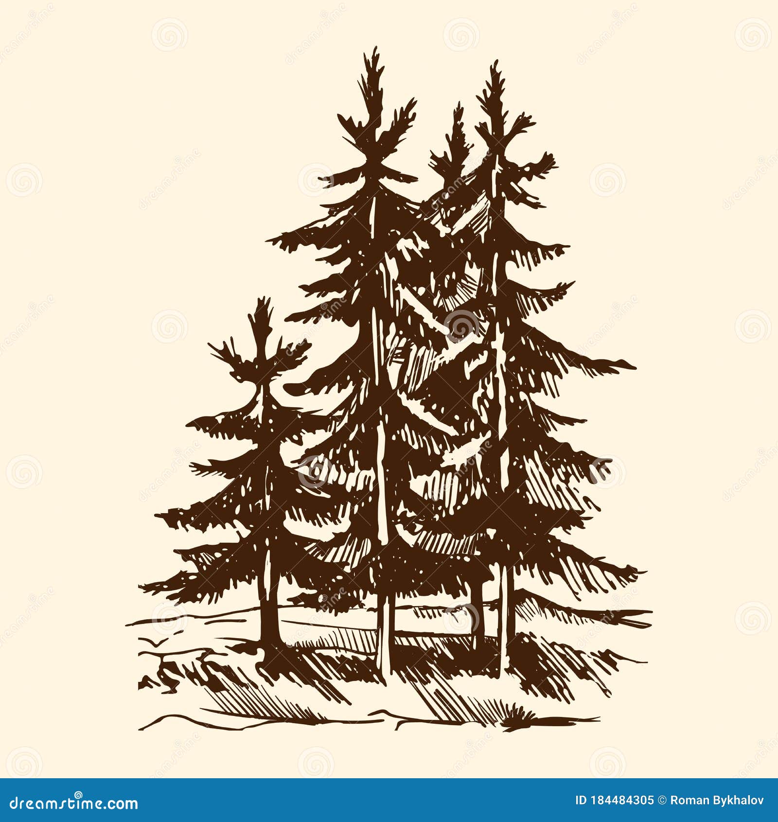 Conifer Drawing