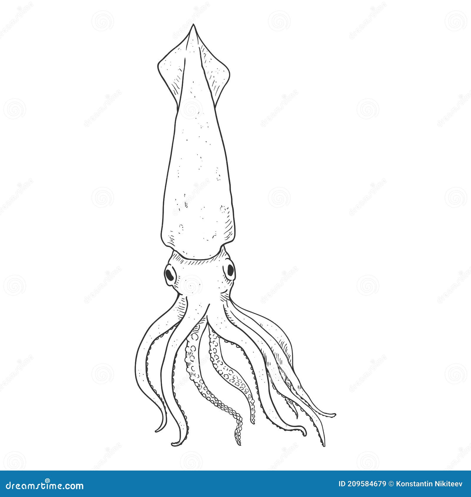 Vector Sketch Squid Illustration Stock Vector - Illustration of biology ...
