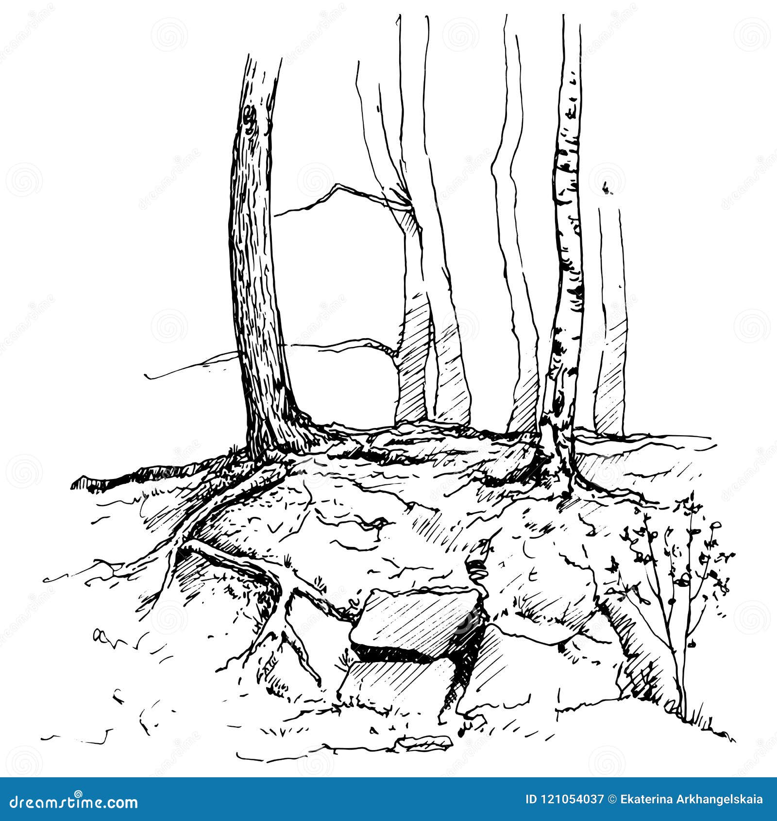 Vector Sketch of Tree Trunks and Rocks Stock Vector - Illustration of ...