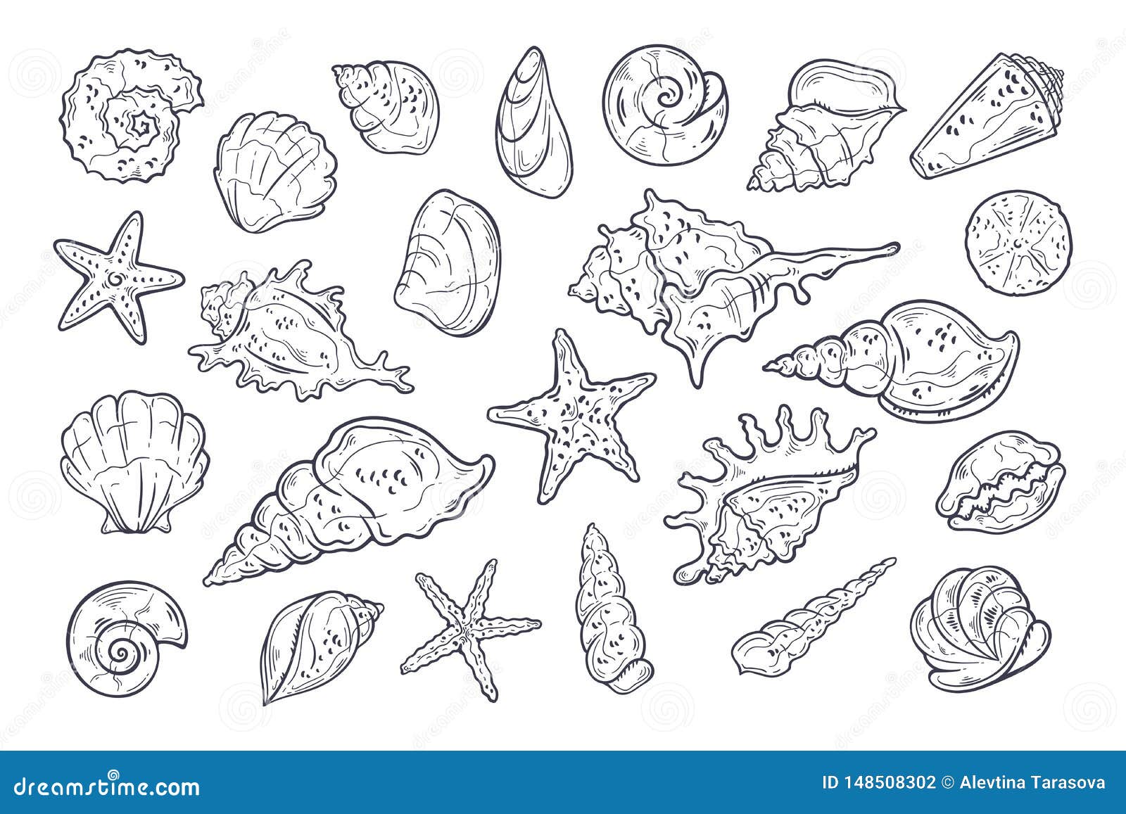 Vector Sketching Illustrations. Different Types of Seashells Stock ...