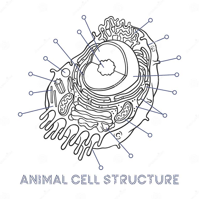 Vector Sketching Illustrations. Schematic Structure of Animal Cell ...