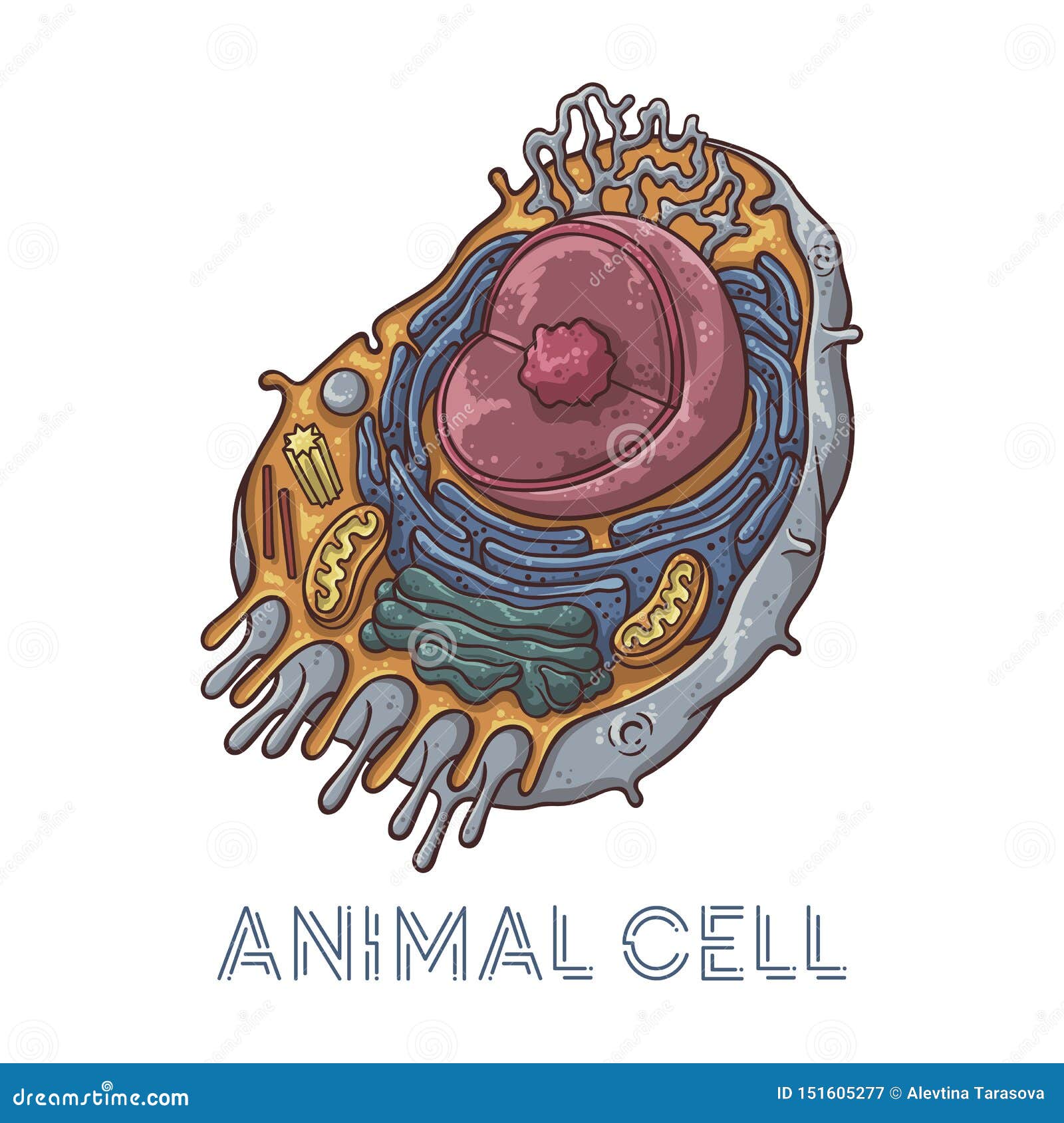 Structure Of An Animal Cell Cartoon Vector | CartoonDealer.com #67304373