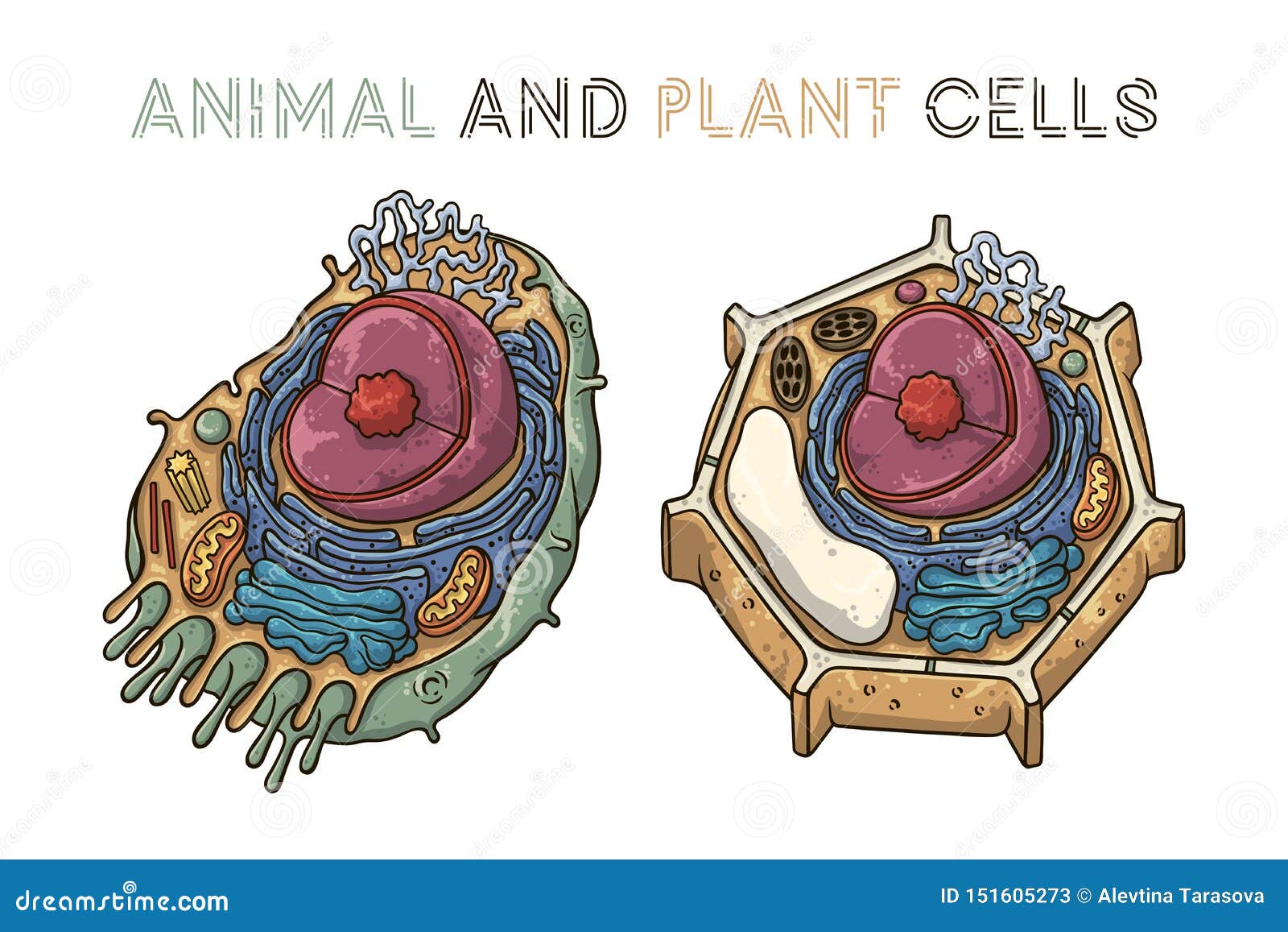 Vector Sketching Illustrations. Schematic Structure Of Animal Cell ...