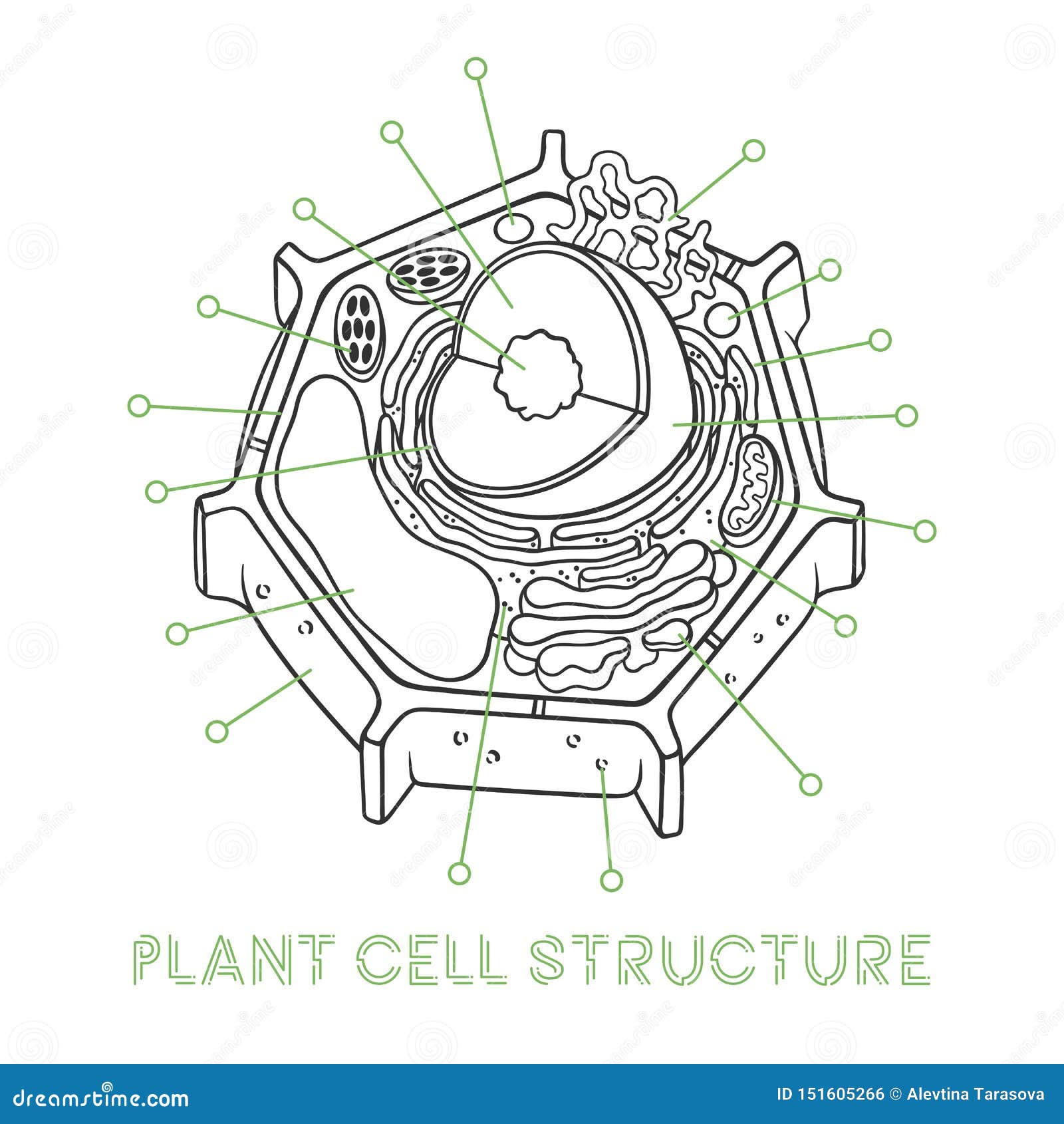 Vector Sketching Illustrations. Schematic Structure of Plant Cell Stock ...