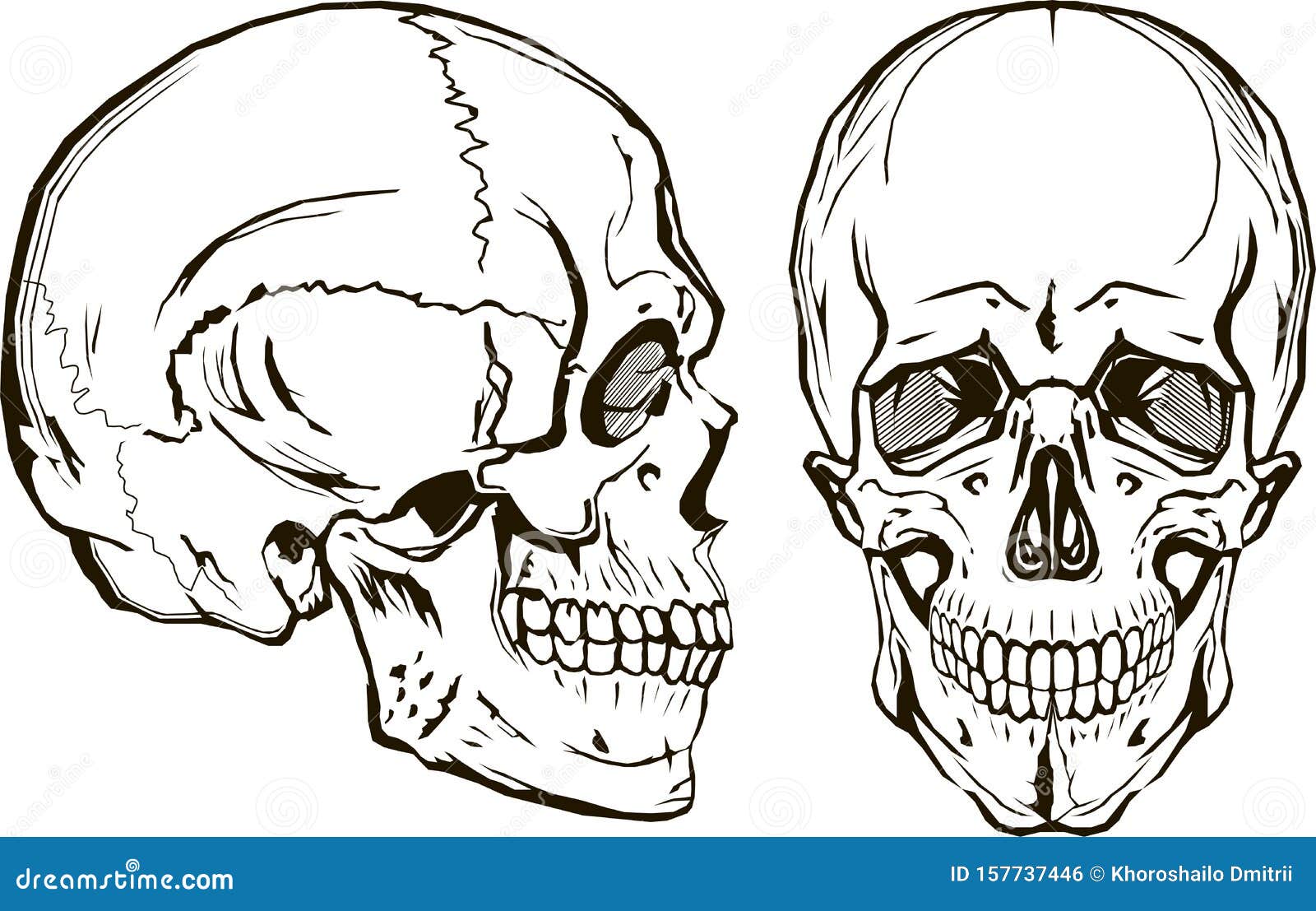 Vector Skull, Monogram, Graphic Illustration, Side and Front View, Clip ...
