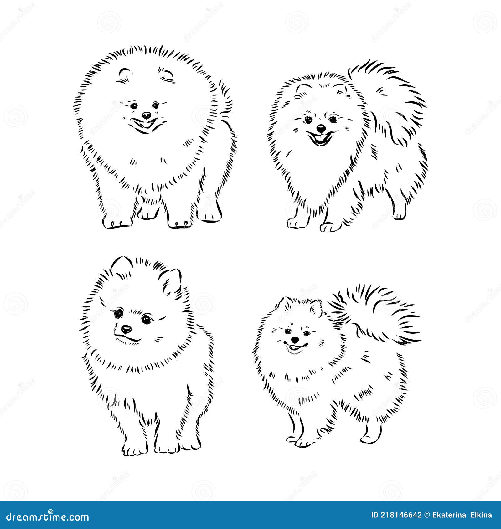 Vector Spitz Dog Sketch. Spitz Vector Sketch Stock Vector ...