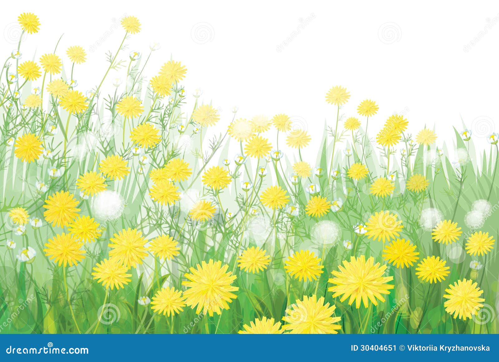 Vector of Spring Dandelions Flowers Isolated on Wh Stock Vector ...
