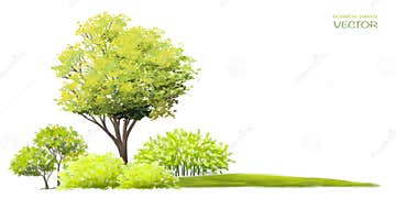 Vector Spring Tree Side View Isolated on White Background for Landscape ...