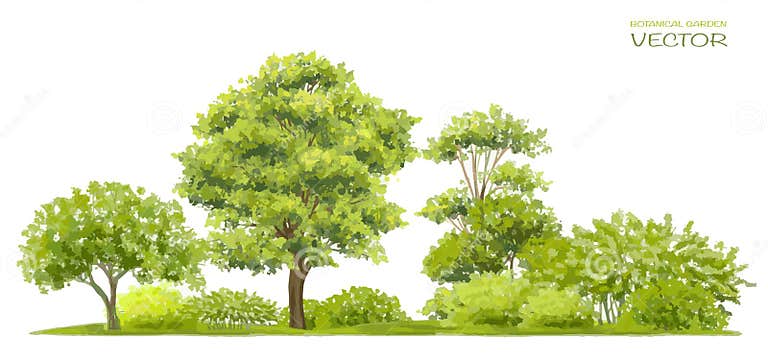 Vector Spring Tree Side View Isolated on White Background for Landscape ...