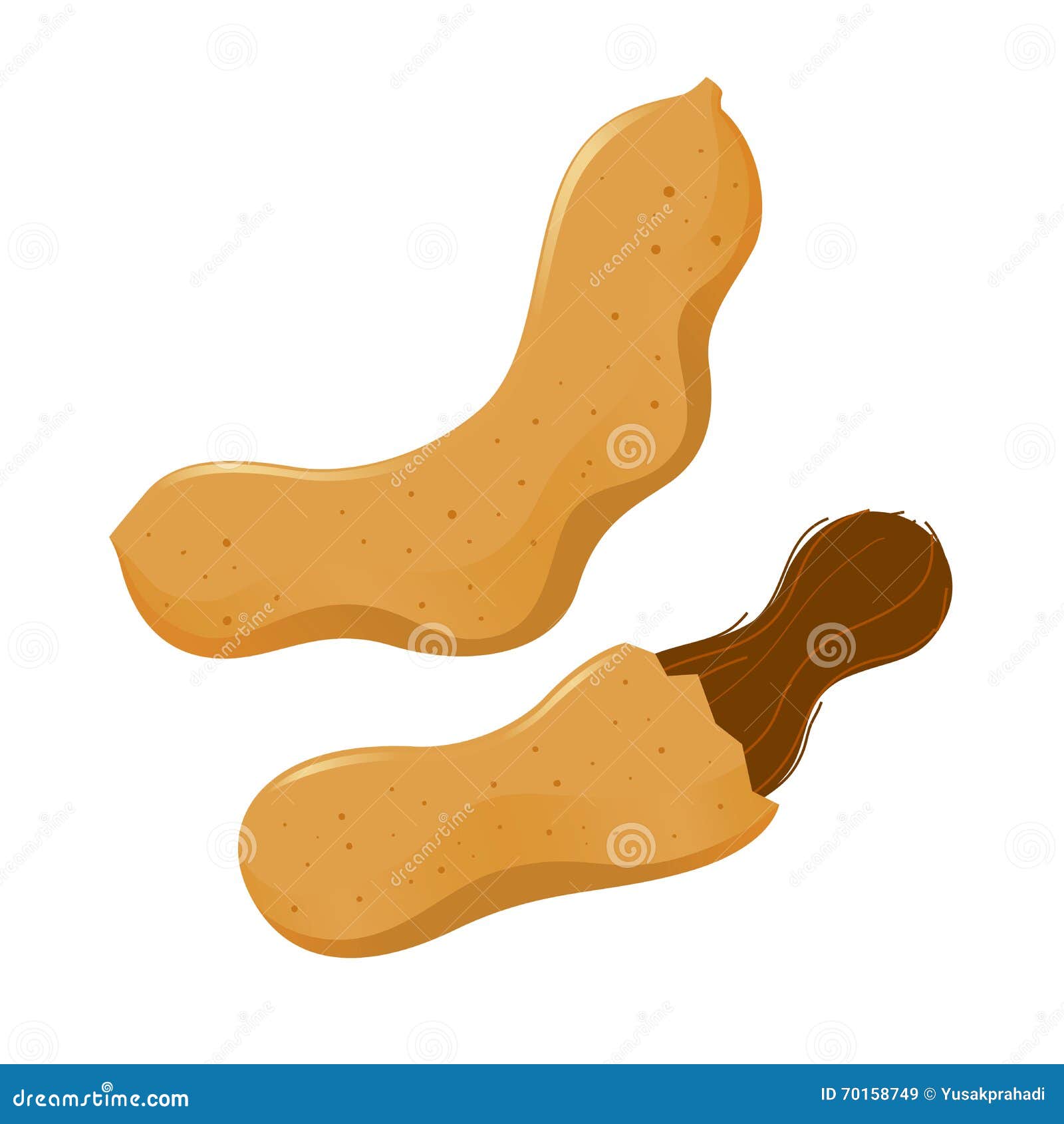 Tamarind Fruit Watercolor Illustration. Hand Drawn Realistic Tamarindus ...