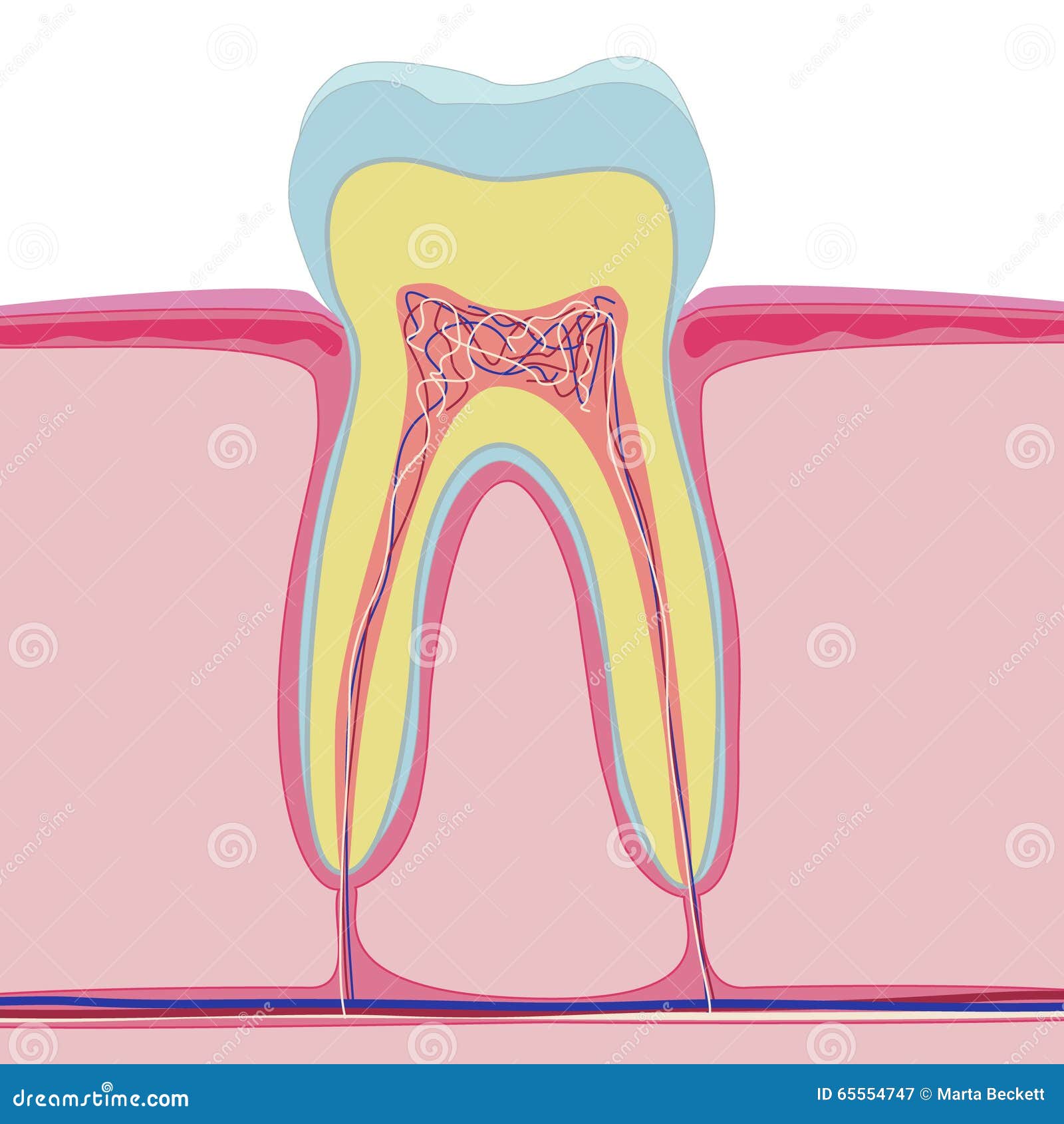 Vector Structure Of Human Tooth. Anatomy On White Background ...