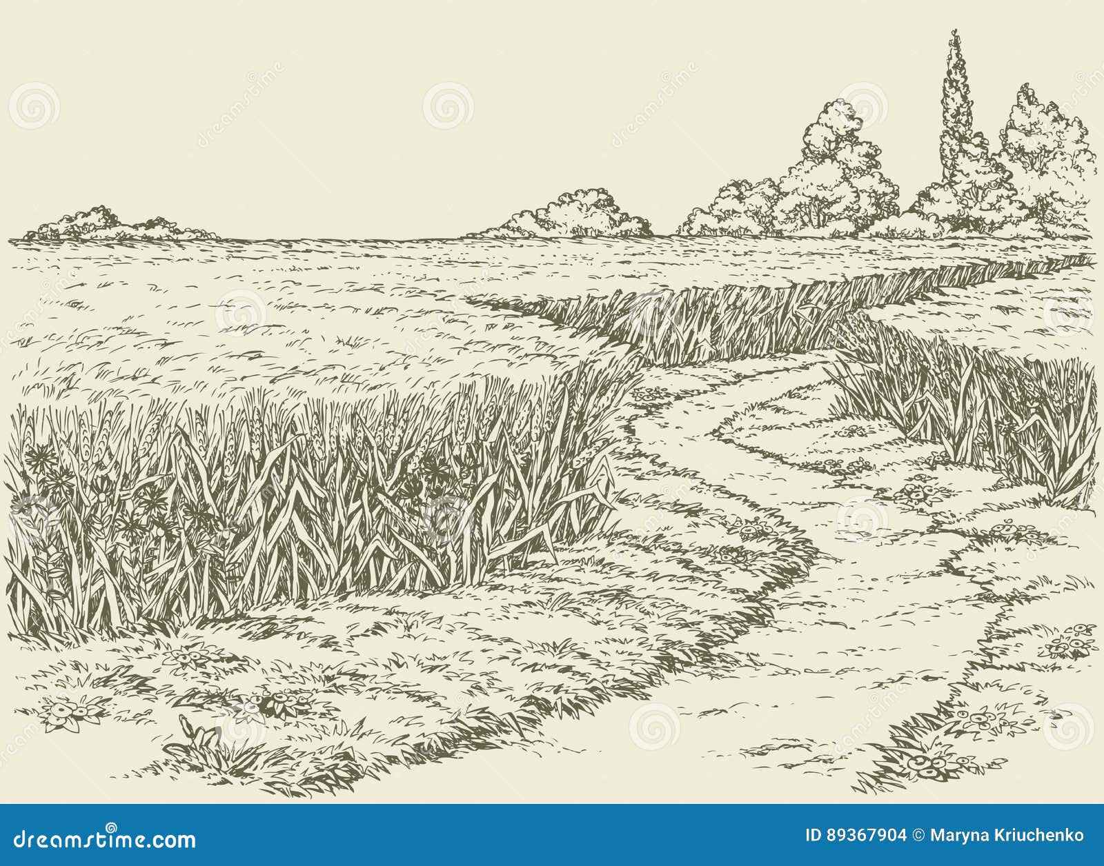 Vector Summer Landscape. Dirt Path through Fields of Wheat Stock Vector ...