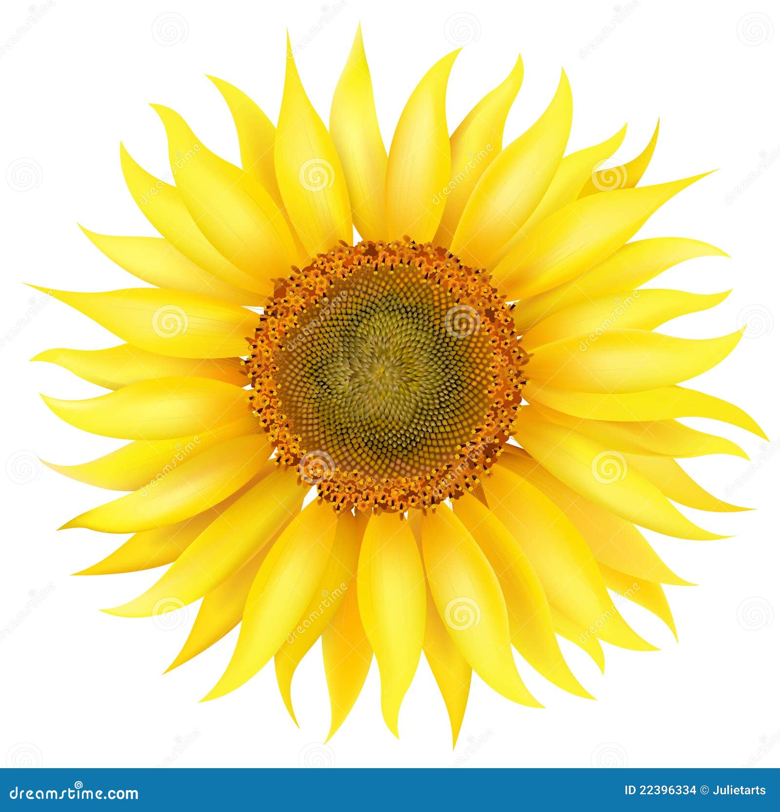 Vector Sunflower stock vector. Illustration of garden - 22396334