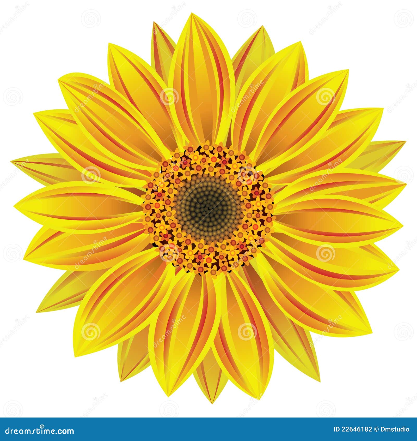 Vector Sunflower Stock Vector Illustration Of Beautiful 22646182