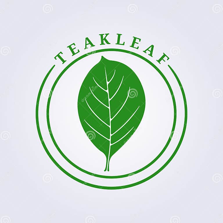 Vector of Teak Leaf Logo Badge Illustration Design Stock Illustration ...