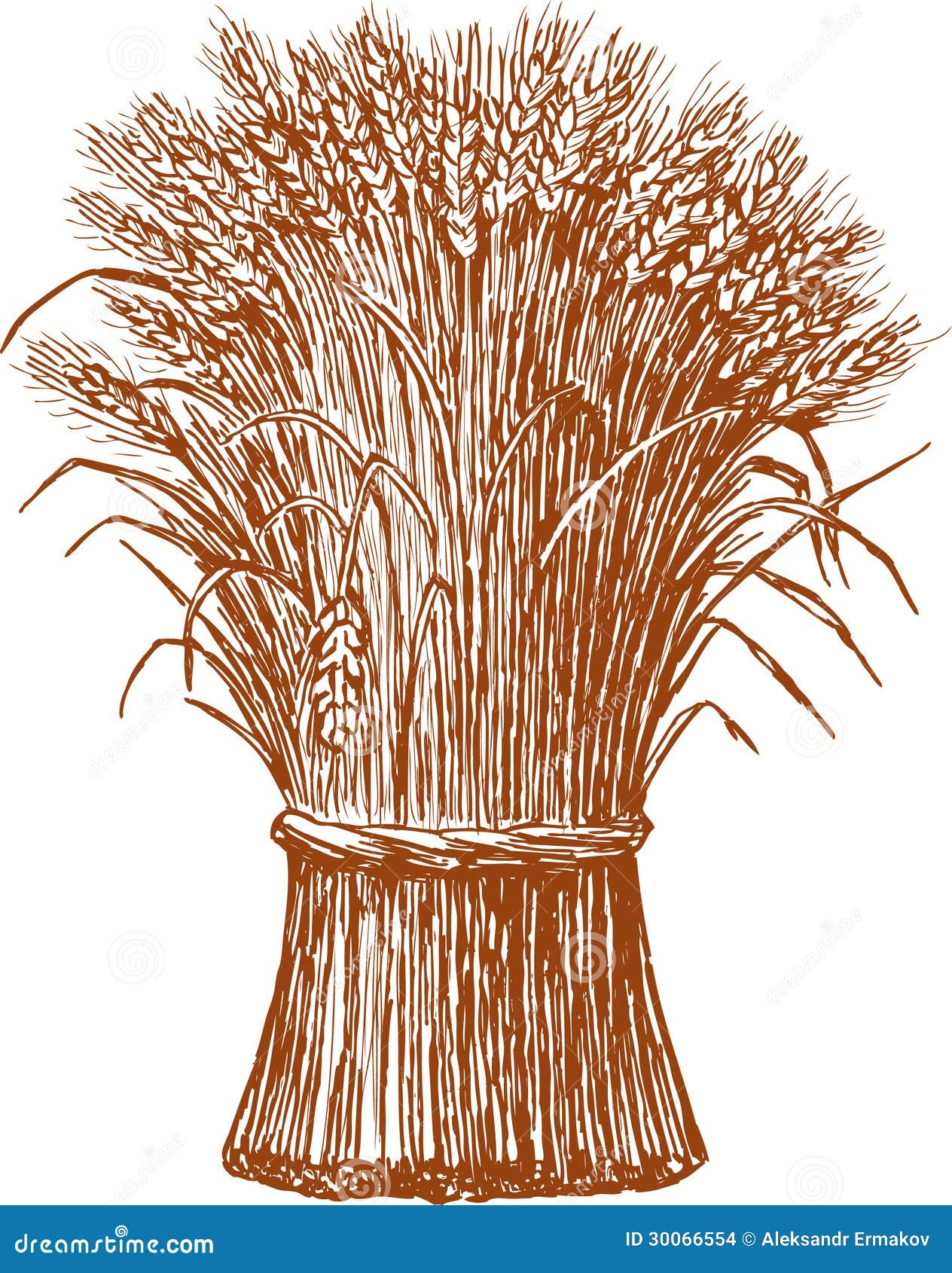 Tarwe vector illustratie. Illustration of graan, oogst - 30066554