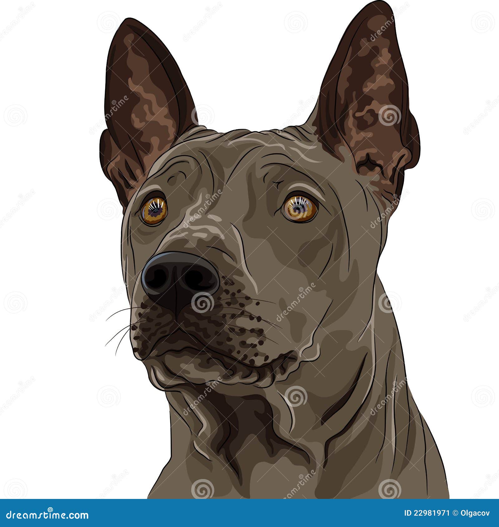 Vector Thai Ridgeback Dog Breed Closeup Stock Vector - Illustration of ...
