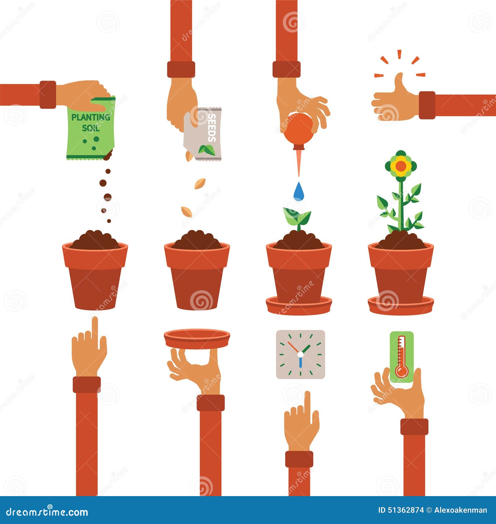 Infographic Planting Process Growth Stage Vector Illustration ...