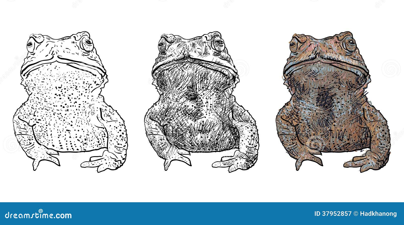 Vector of Toad Isolate on White Background Stock Vector - Illustration ...