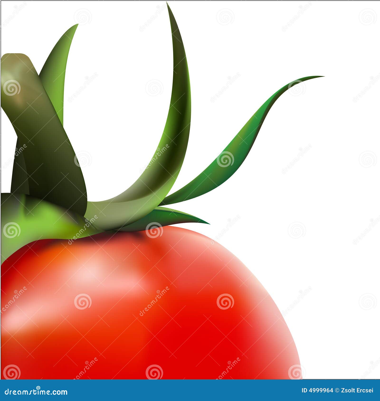 Vector tomatoes stock vector. Illustration of drip, food - 4999964